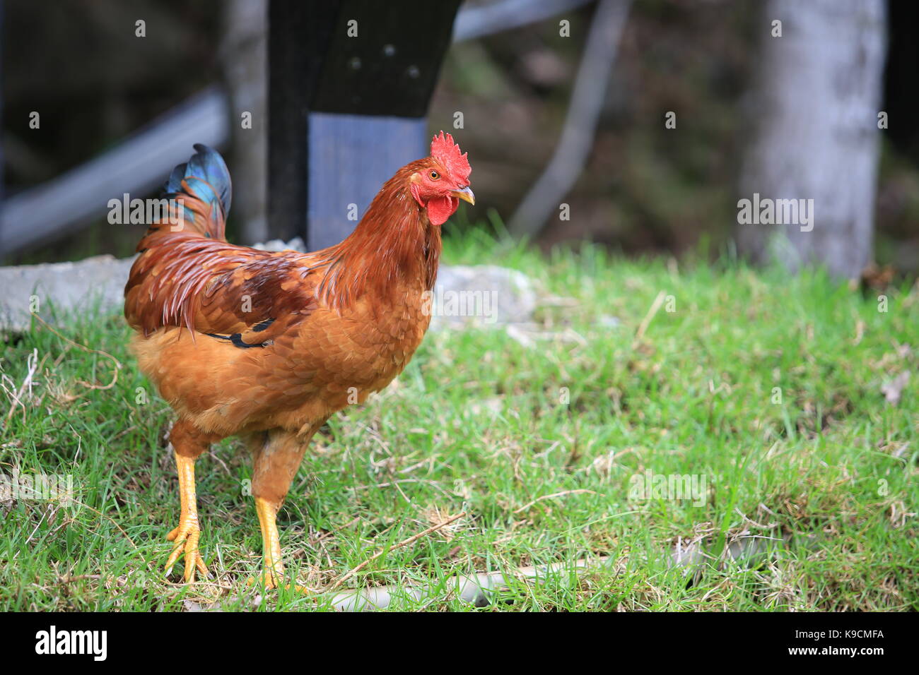 chicken farm in taiwan Stock Photo - Alamy