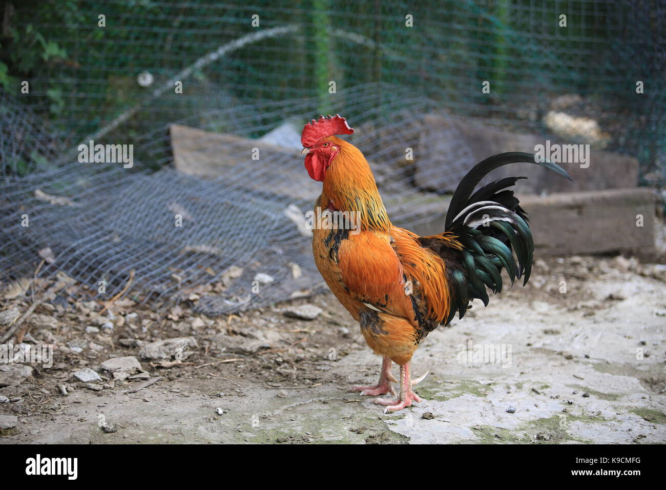 chicken farm in taiwan Stock Photo - Alamy