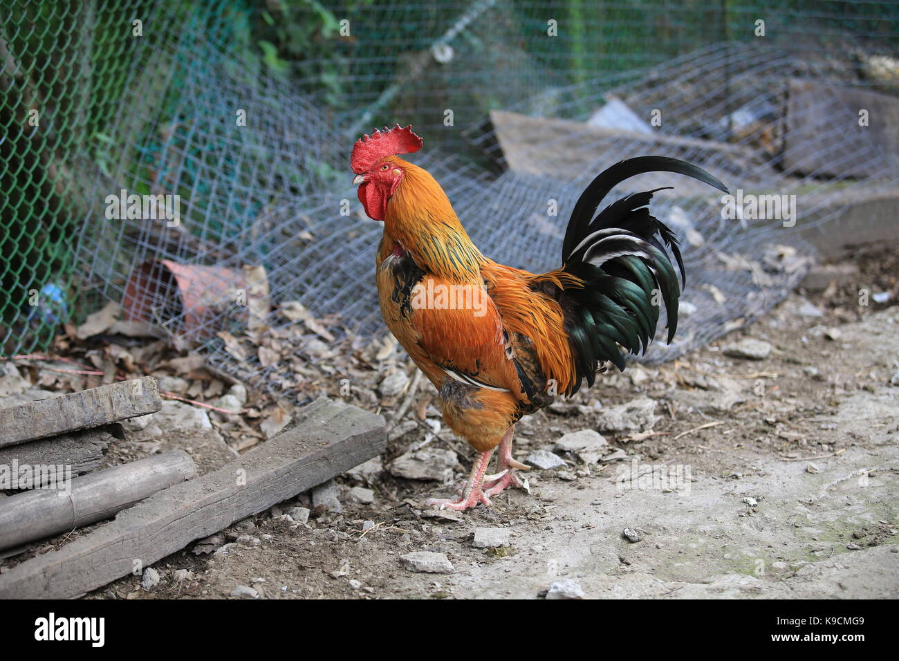chicken farm in taiwan Stock Photo - Alamy