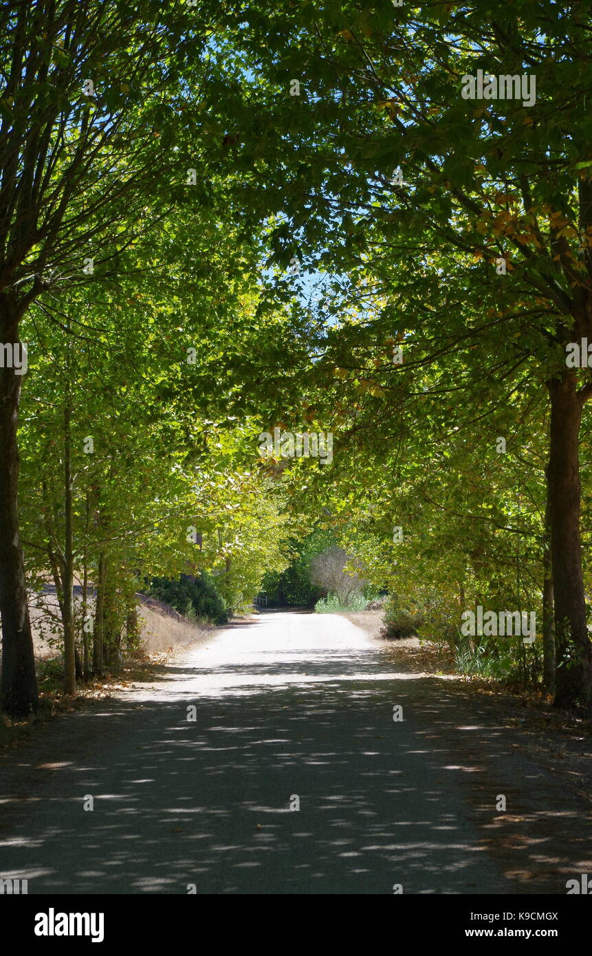 Crossing trees hi-res stock photography and images - Alamy
