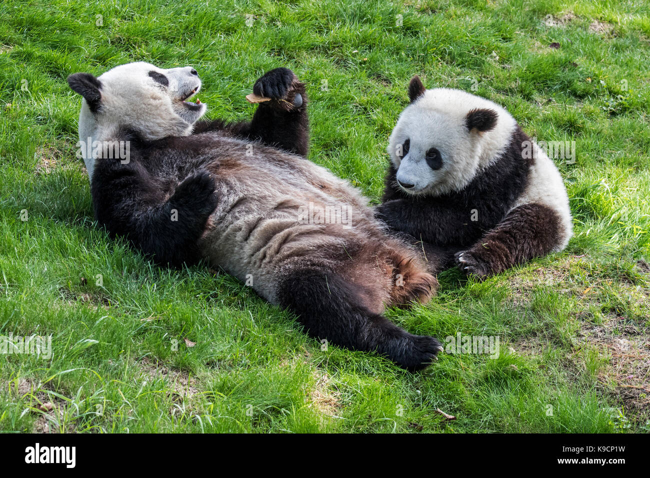 Young giant panda (Ailuropoda melanoleuca) watching mother eating ...