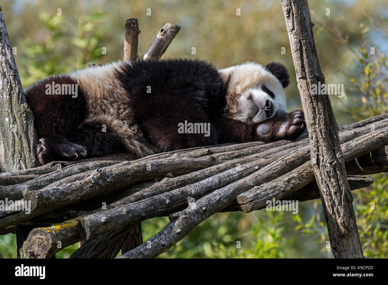 Giant Panda Cubs Sleeping