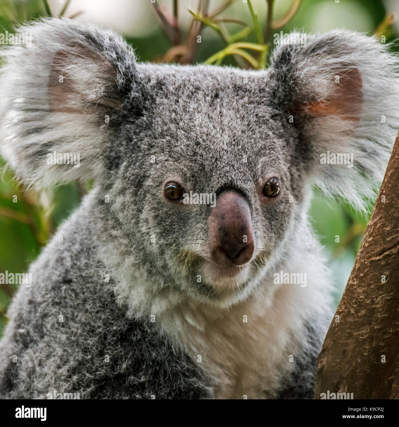 Close up portrait of koala (Phascolarctos cinereus) resting in tree ...