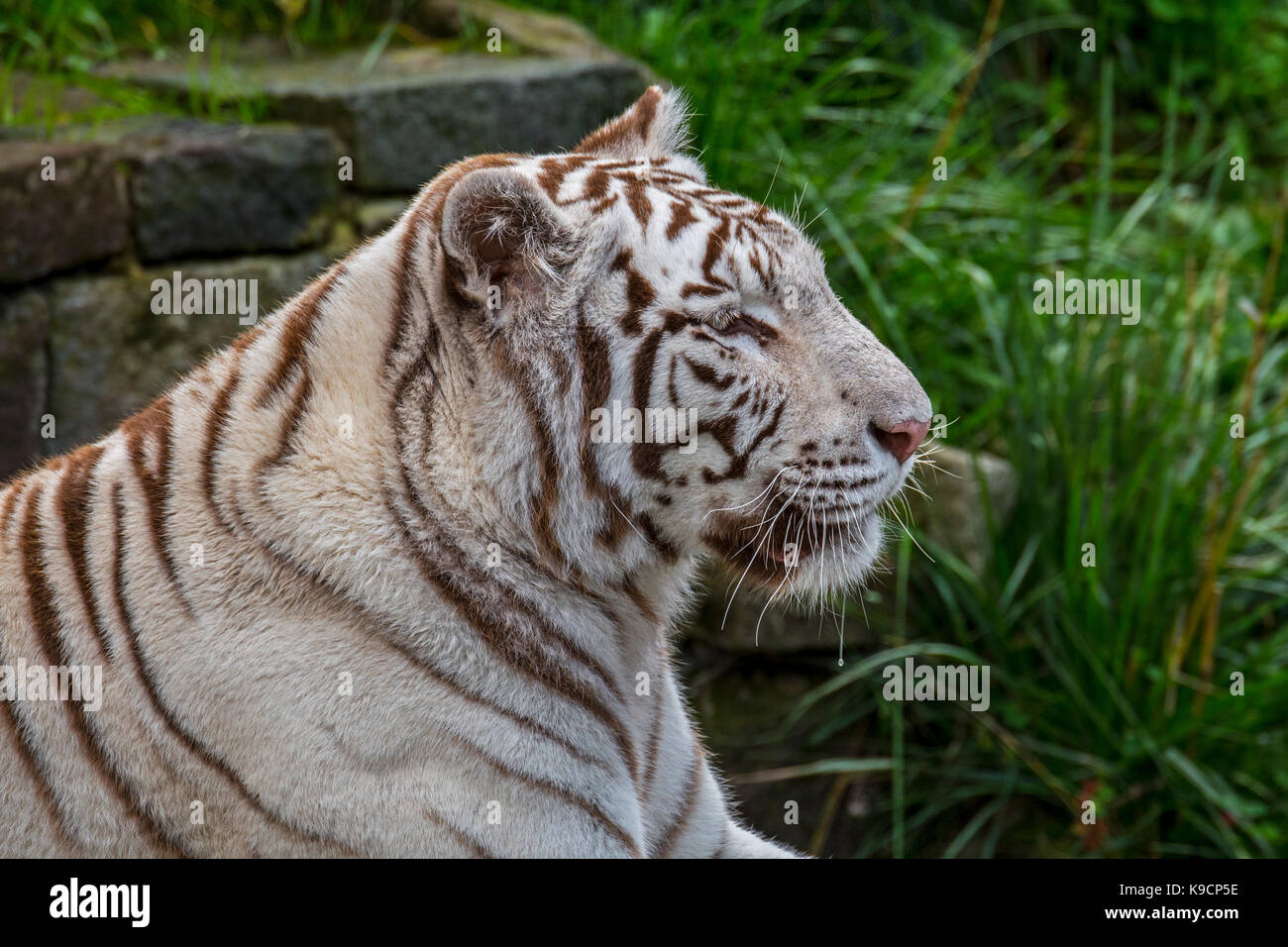 White tiger / bleached tiger (Panthera tigris) pigmentation variant of ...