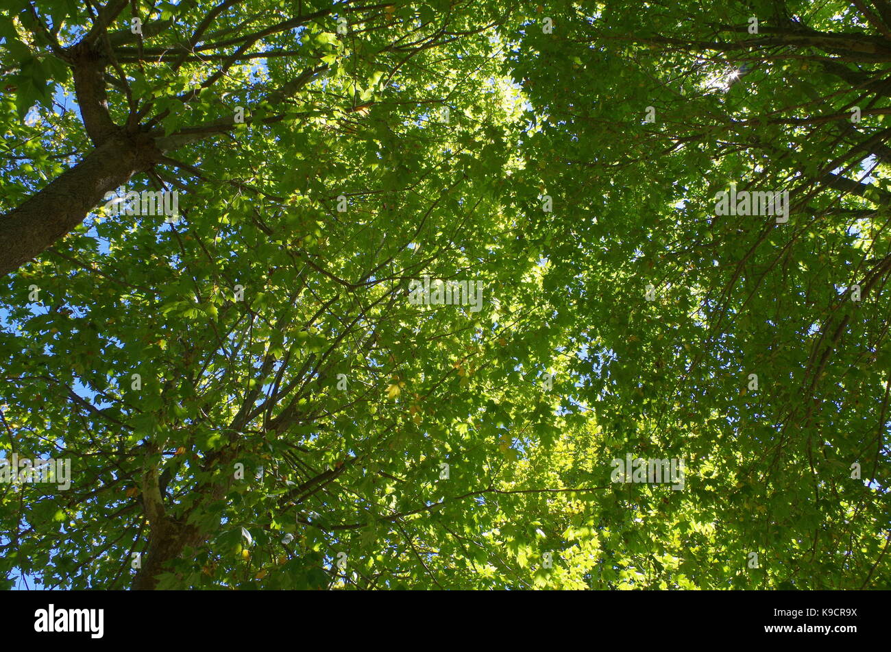 Forest trees from below. Nature scenes Stock Photo - Alamy