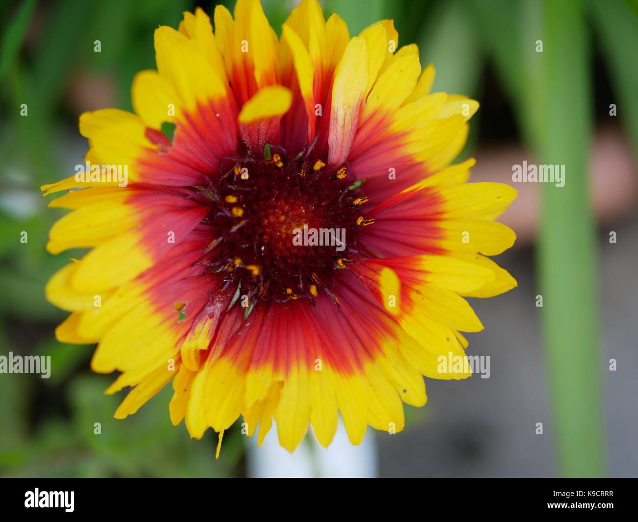 Red and yellow flower Stock Photo - Alamy