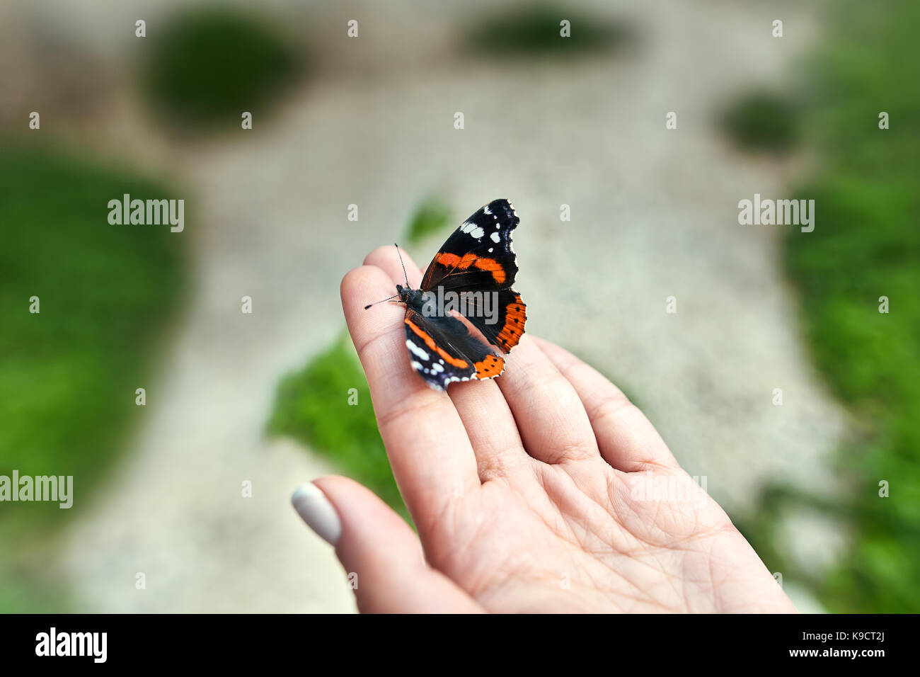 Beautiful butterfly sitting on the girl hand Stock Photo - Alamy