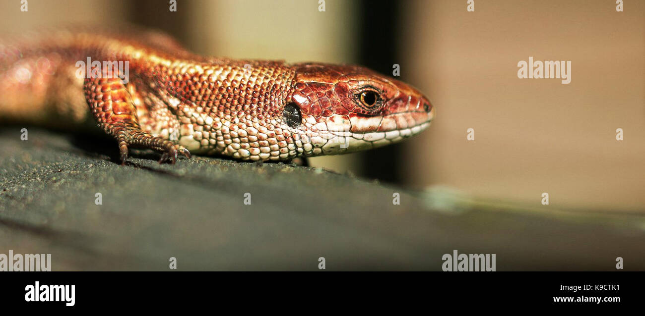 Red Lizard Stock Photos & Red Lizard Stock Images - Alamy