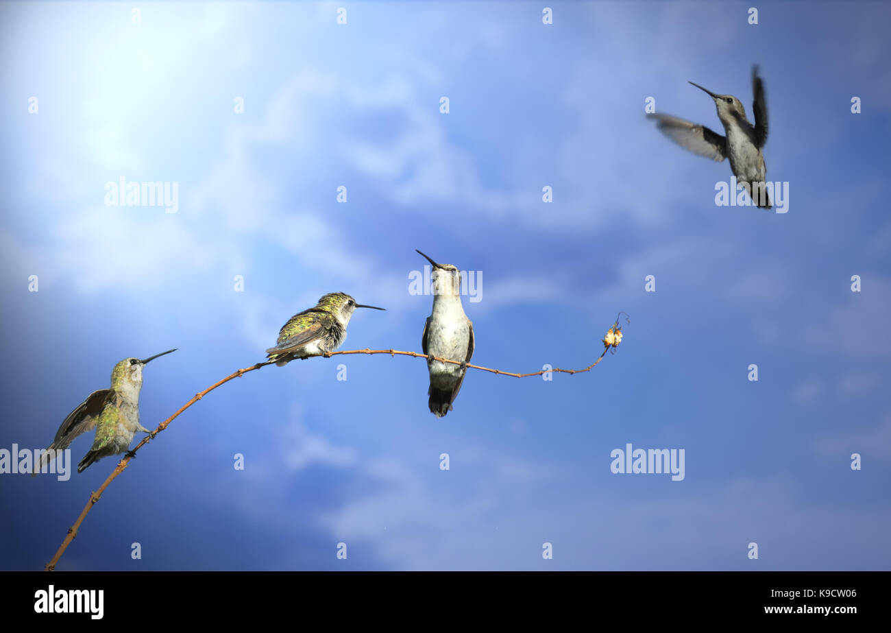 Humming birds hi-res stock photography and images - Alamy