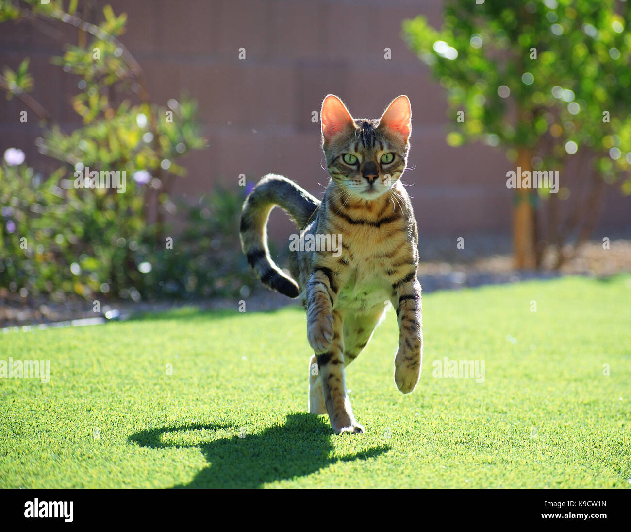 Prancing cat hi-res stock photography and images - Alamy