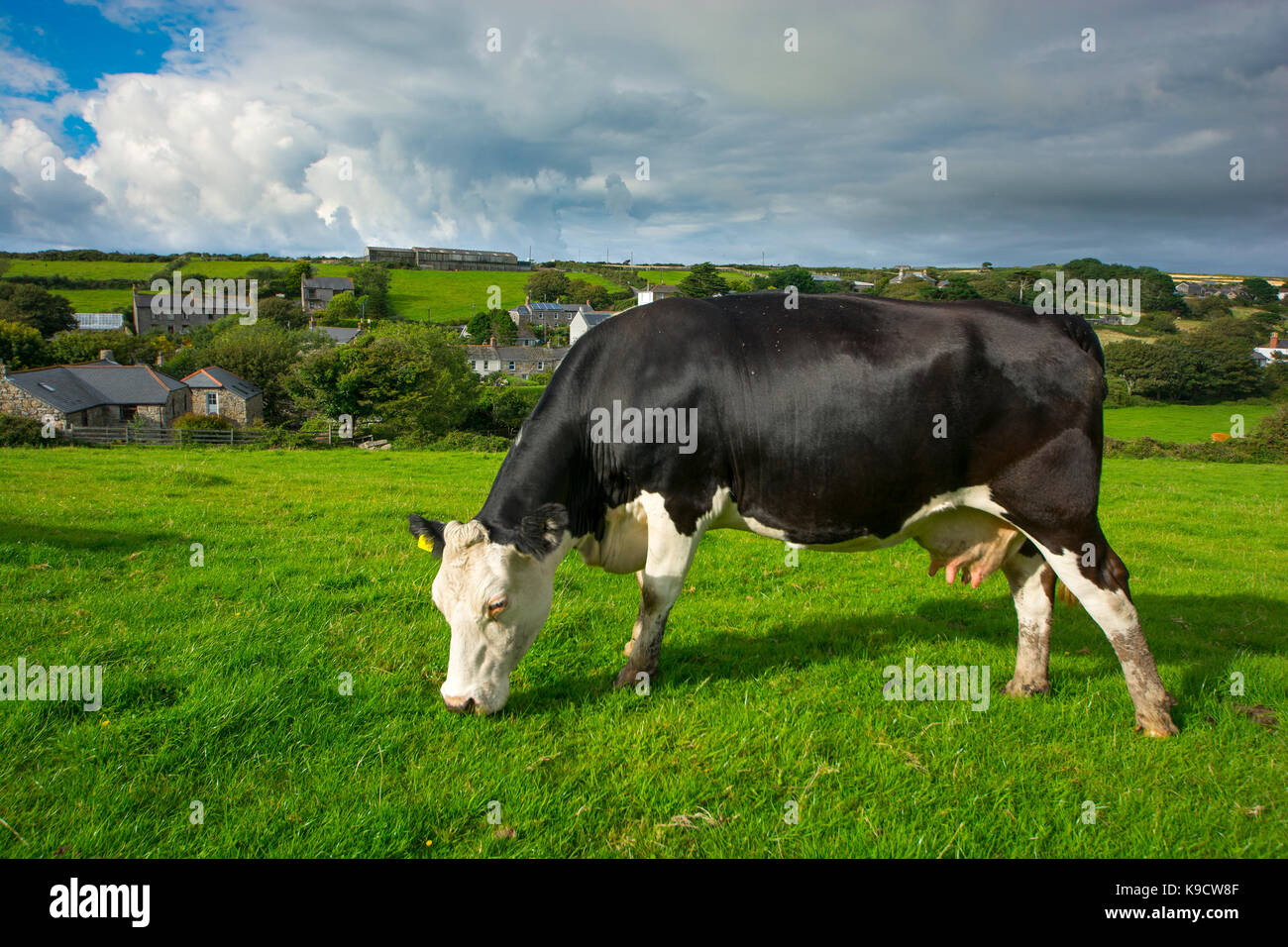 Holstein Friesian, cow, field, pasture Stock Photo - Alamy