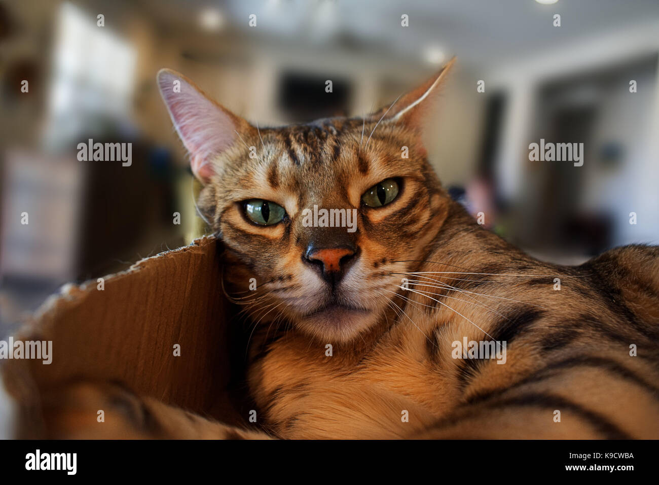Cat posing in a box hi-res stock photography and images - Alamy