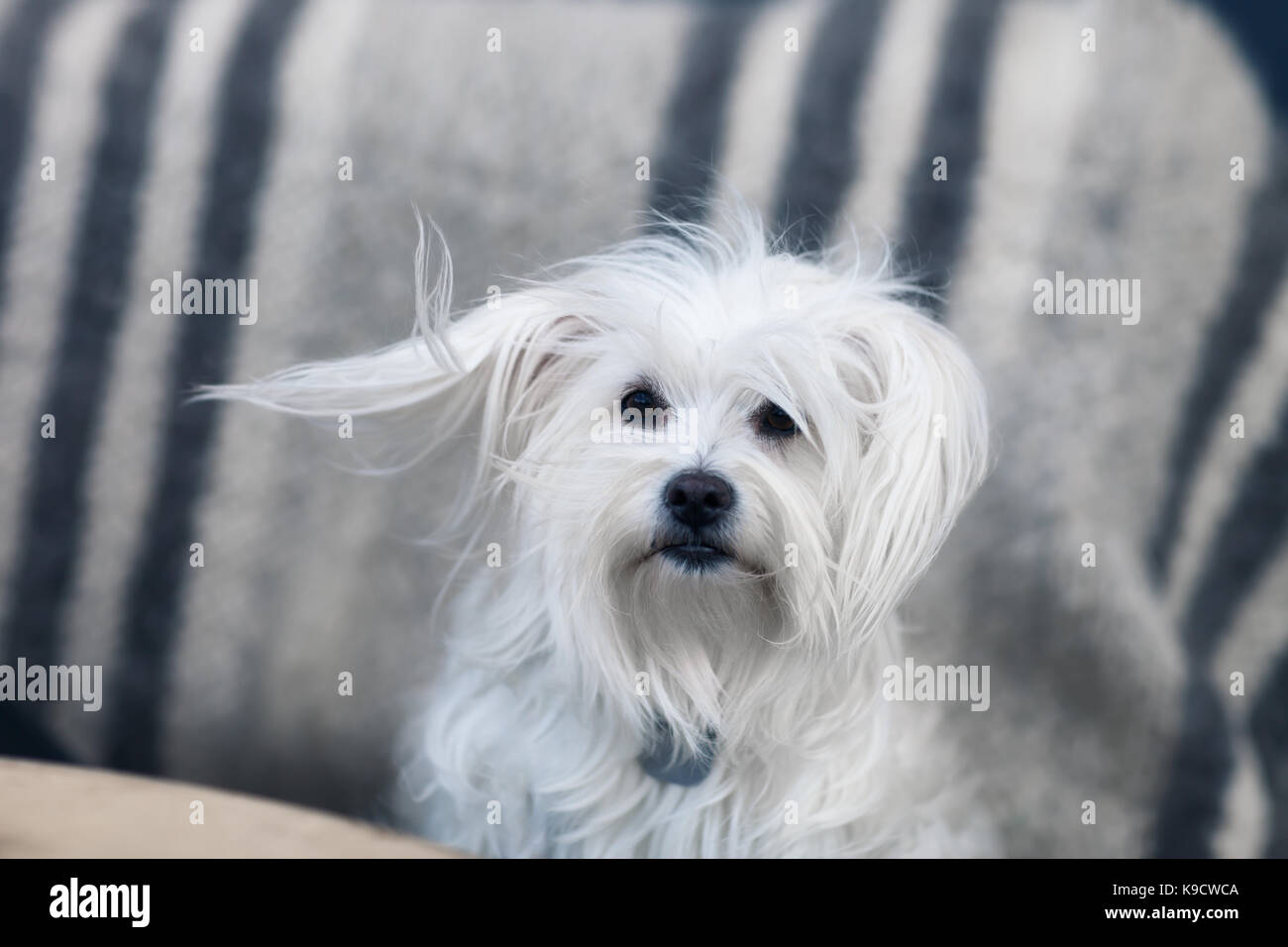 Beautiful fluffy dog portrait. Devotion concept Stock Photo - Alamy