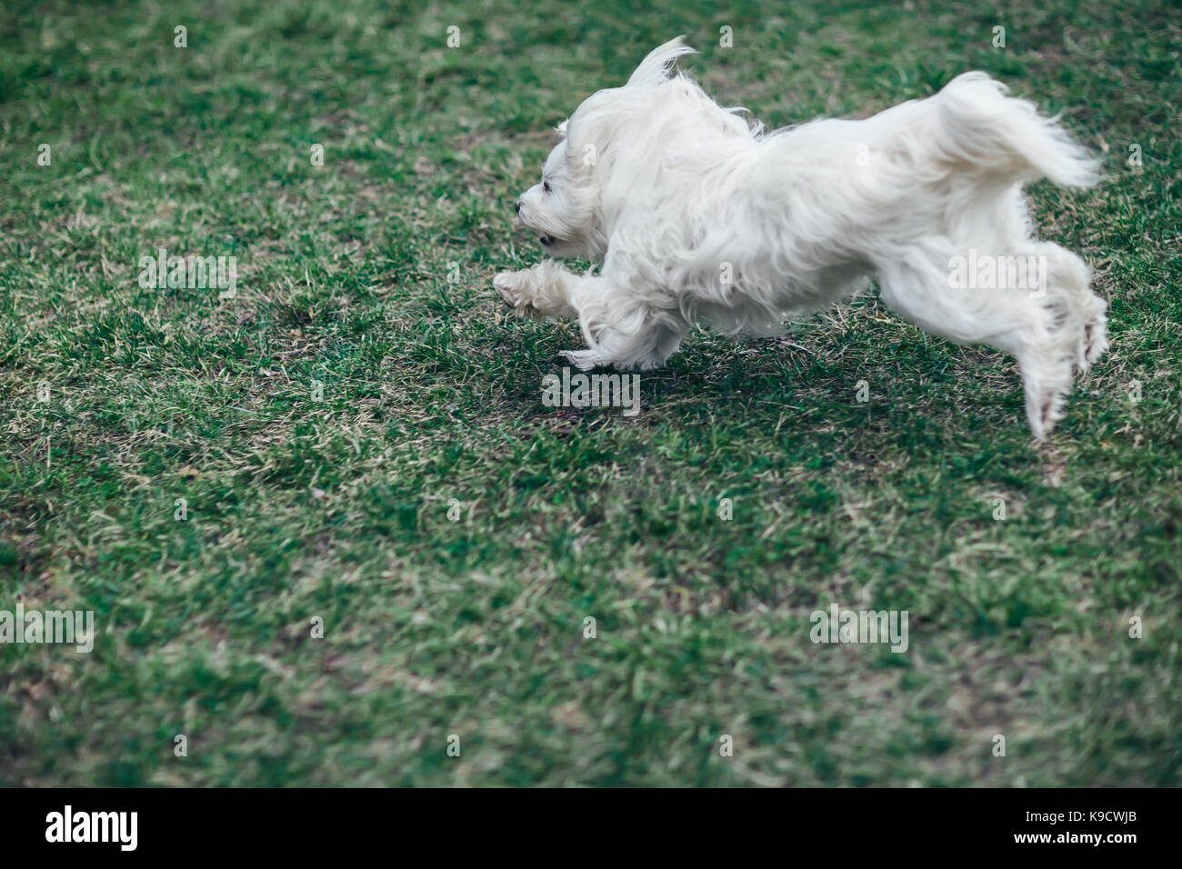 Сute white dog running outdoors on a green grass Stock Photo - Alamy