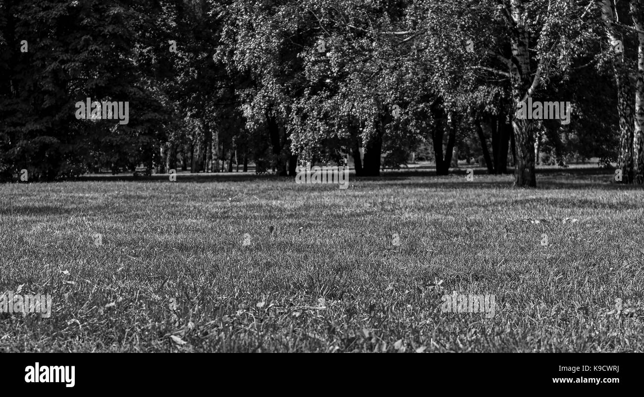 Park landscape monochrome. Park. Park background. Parkland. Park area ...