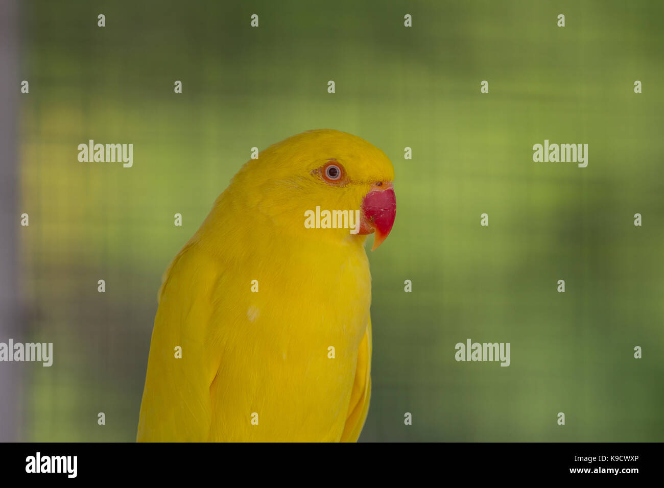 Parrot feet macaw hi-res stock photography and images - Alamy