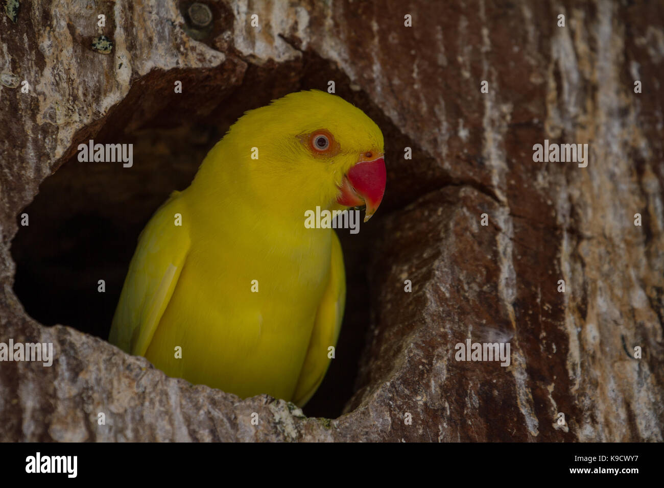 Close up Yellow parrot in nest hole , beautiful yellow parrot bird ...