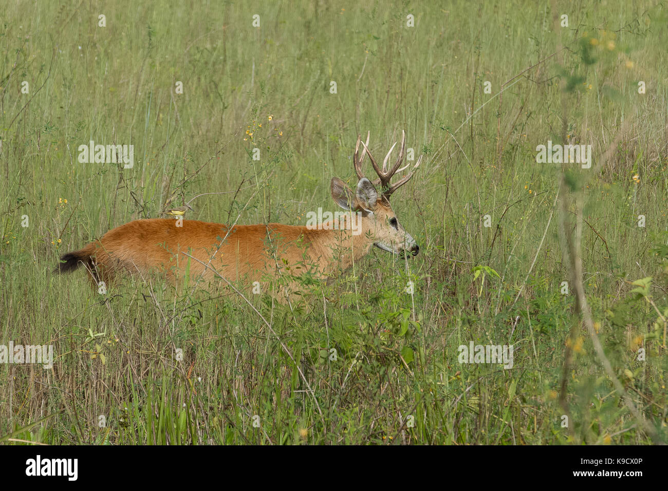 Brazilian Pantanal - Marsh Deer Stock Photo - Alamy