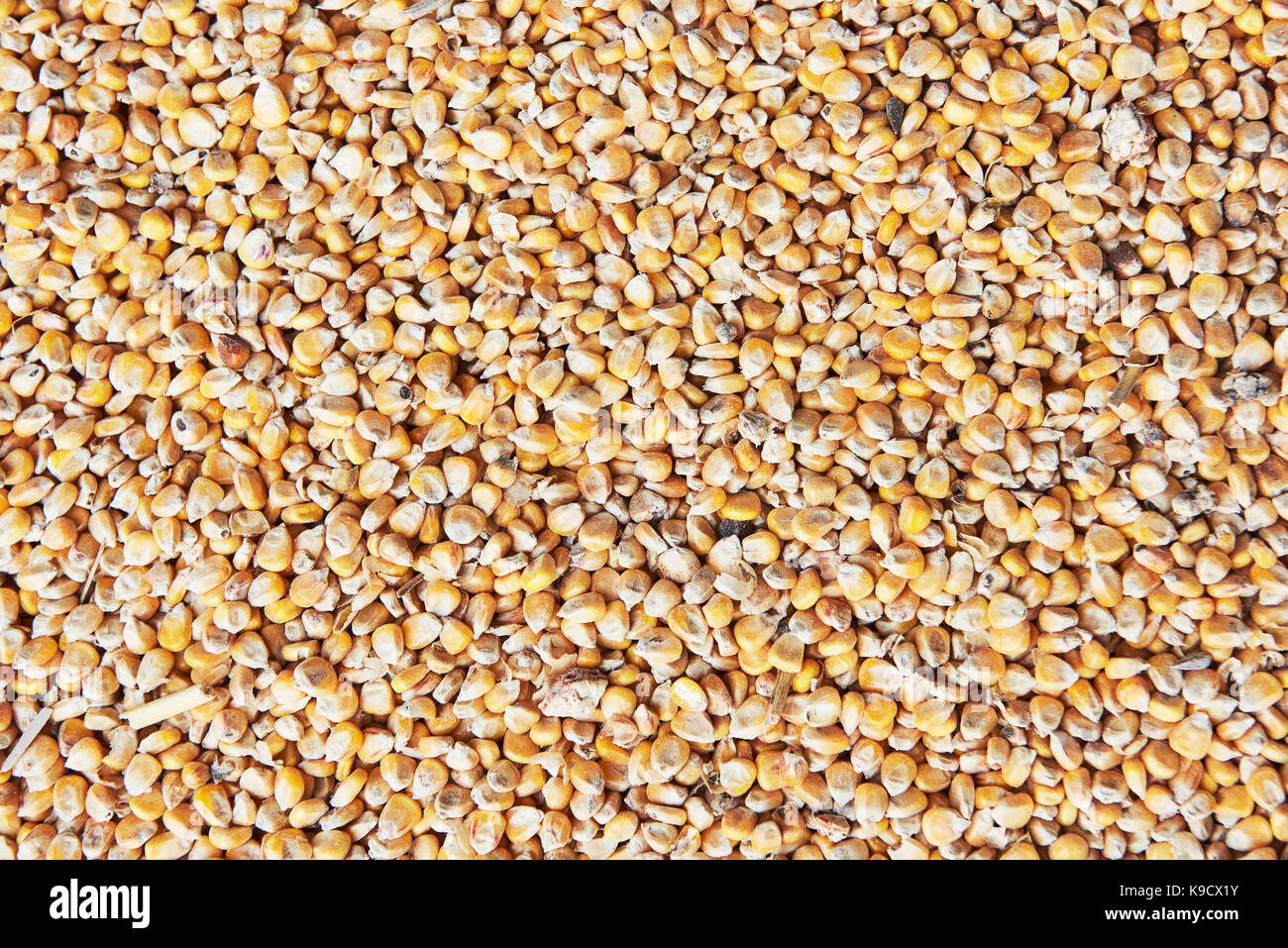 corn Seeds background Stock Photo - Alamy