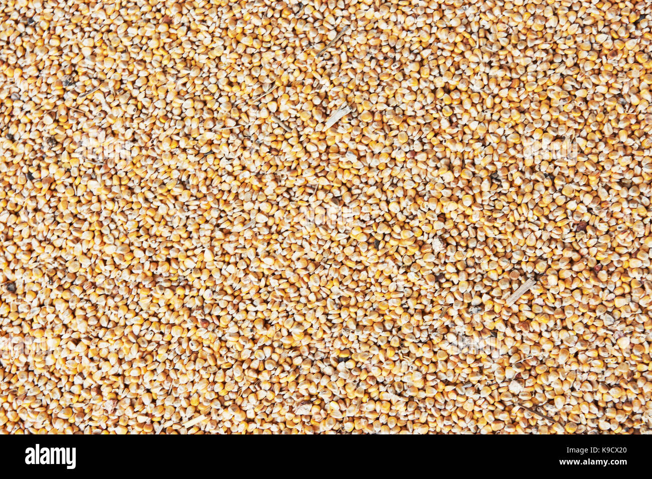corn Seeds background Stock Photo - Alamy