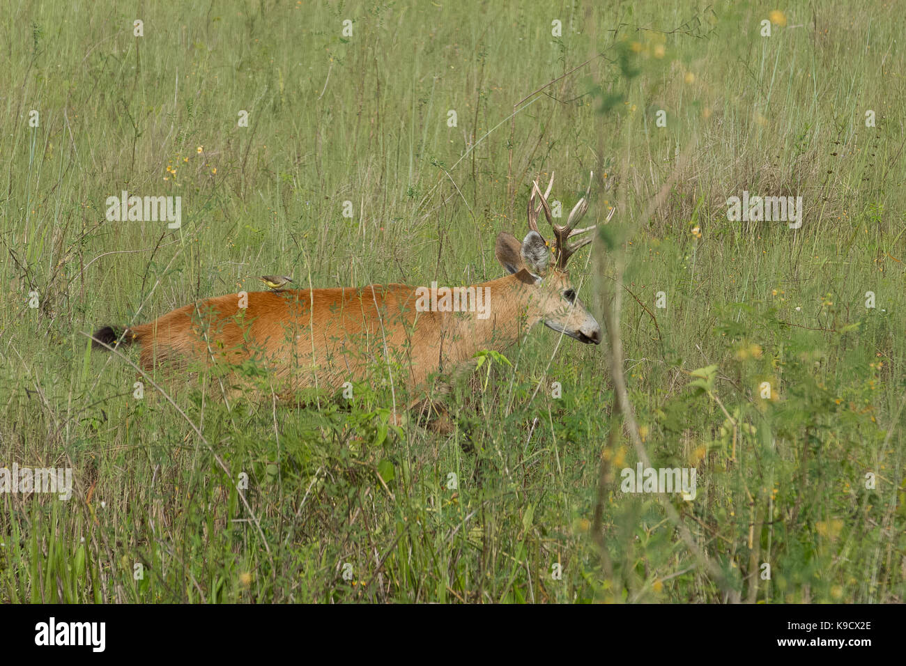 Brazilian Pantanal - Marsh Deer Stock Photo - Alamy