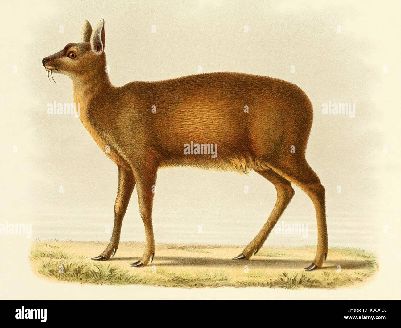 Moschus chrysogaster hi-res stock photography and images - Alamy
