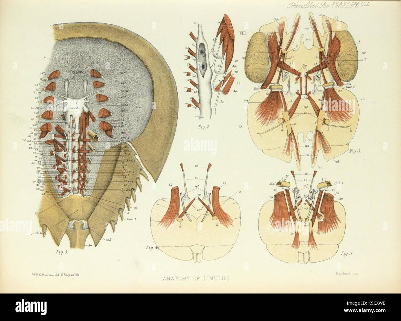 On the muscular and endoskeletal systems of Limulus and Scorpio ...