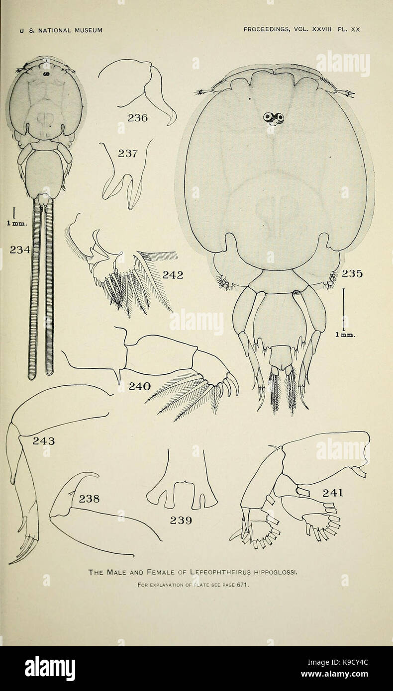 North American parasitic copepods belonging to the family Caligidae (Pl ...