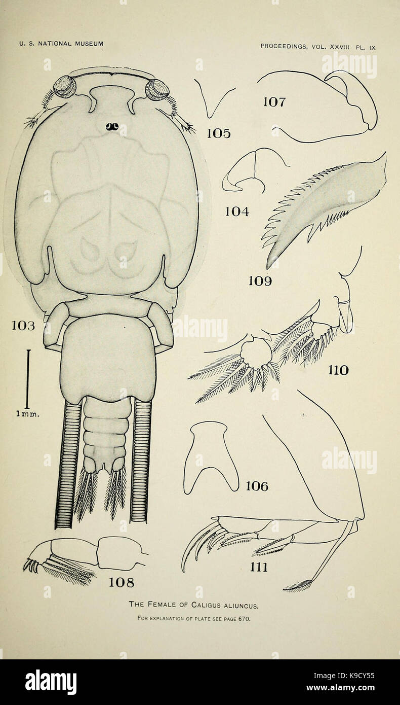 North American parasitic copepods belonging to the family Caligidae (Pl ...
