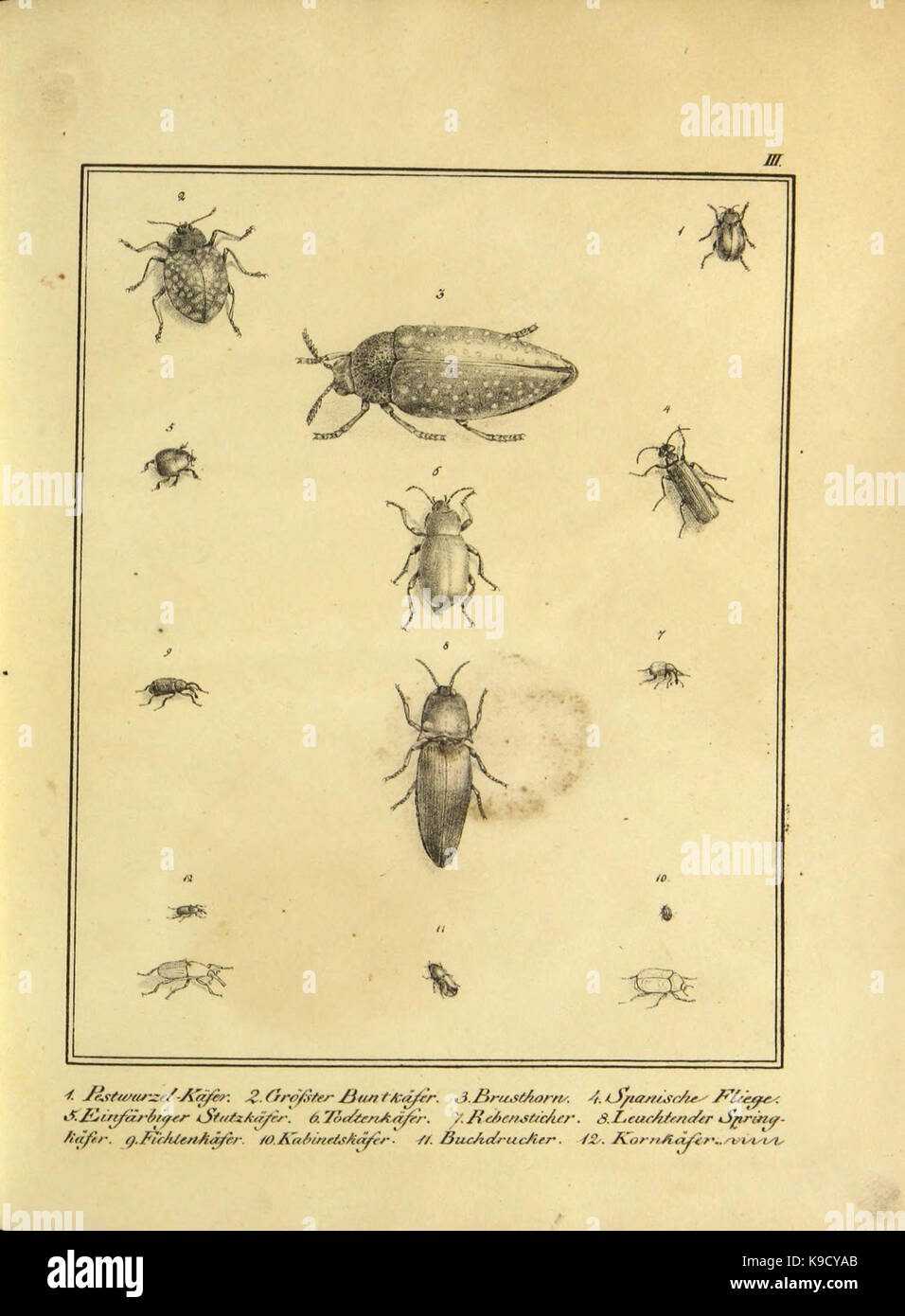 Naturhistorische Beschreibung der Insekten (Plate III) (9308239776 ...