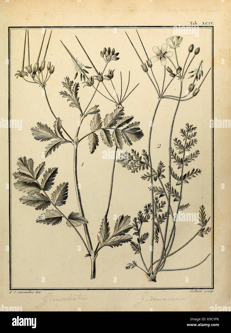 Monadelphiae classis dissertationes decem (Tab. XCIV) (8187798985 Stock ...