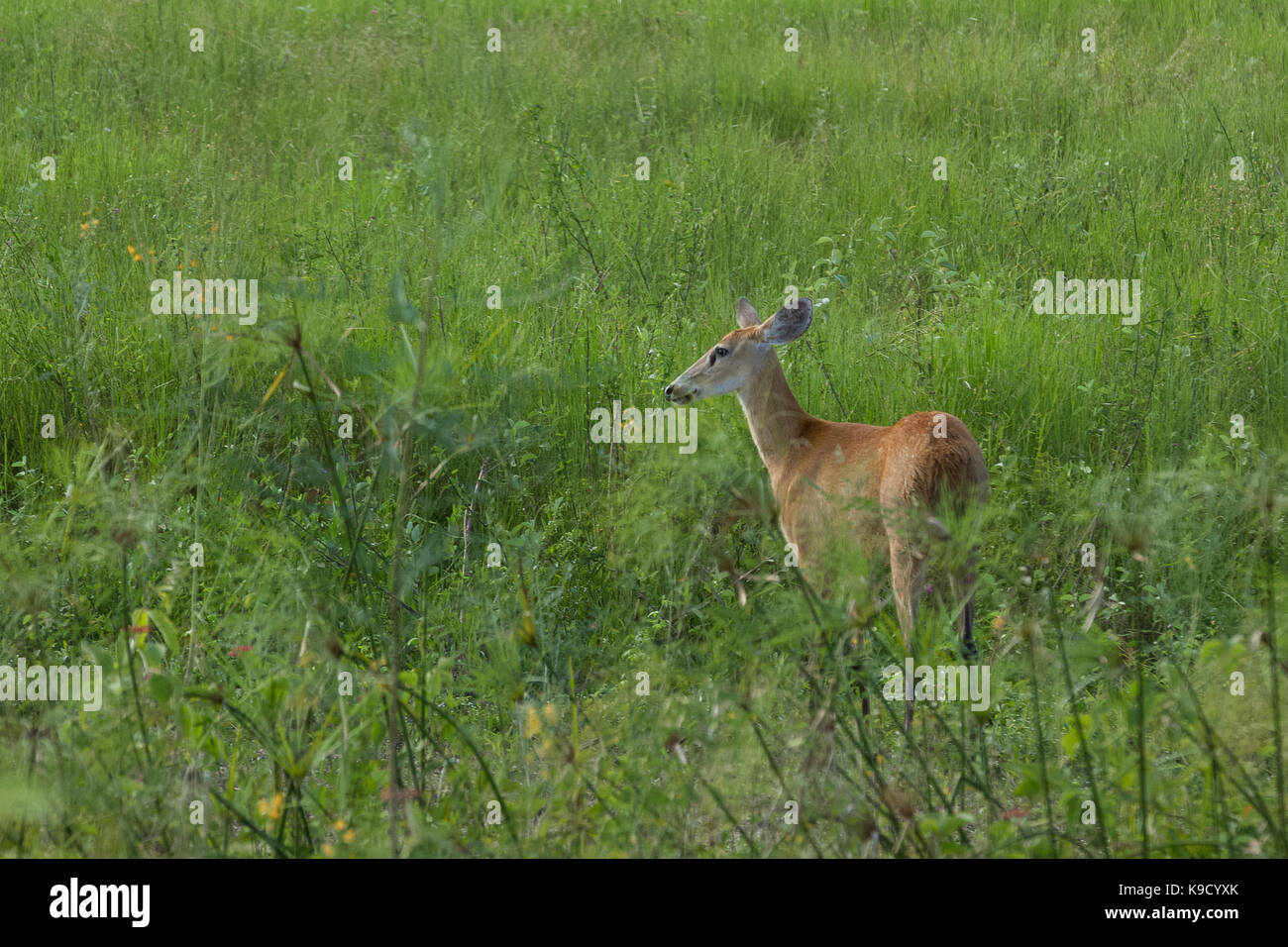 Brazilian Pantanal - Marsh Deer Stock Photo - Alamy
