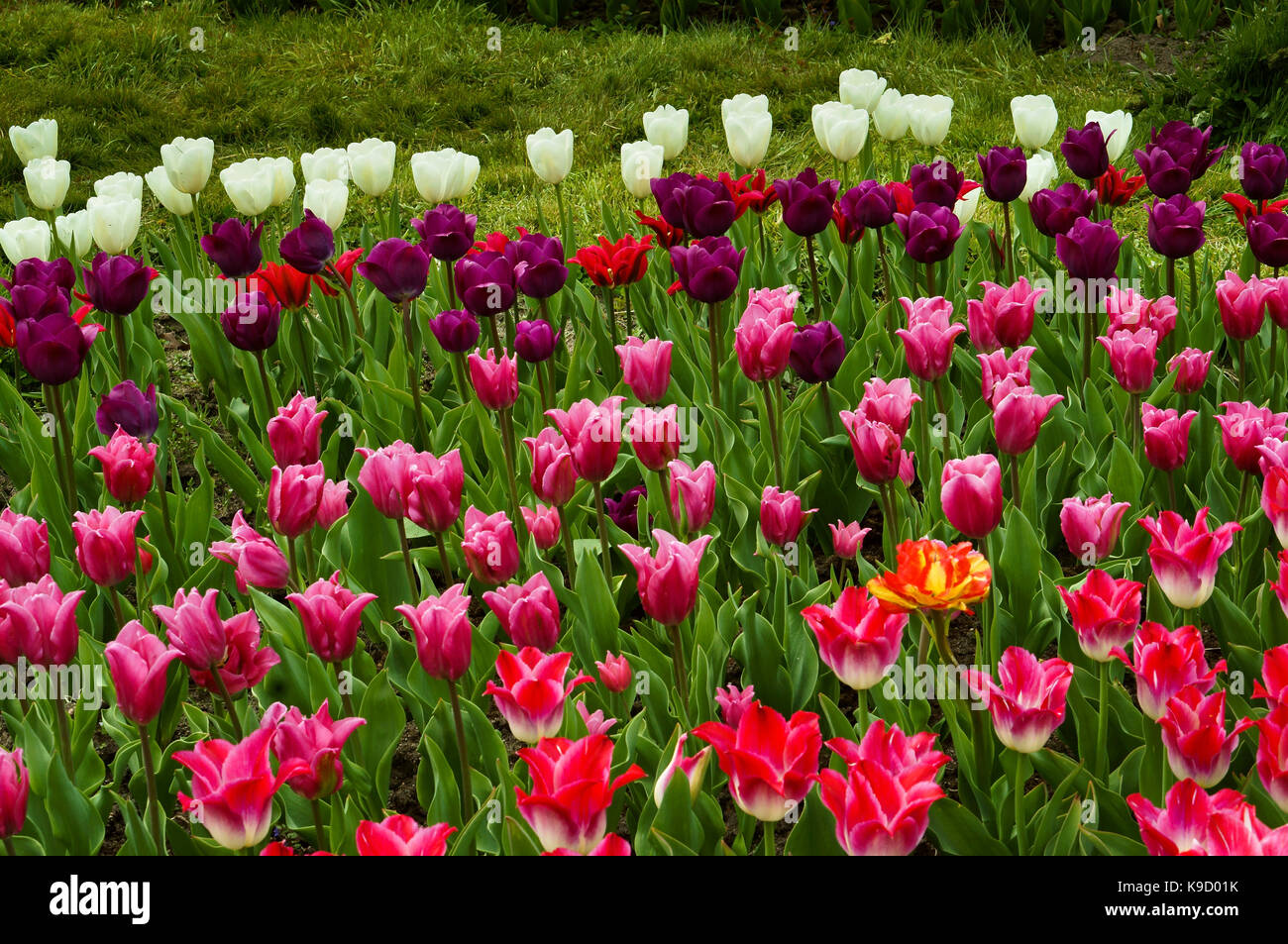 Botanical garden, the beautiful flowers in bloom and delight in the ...