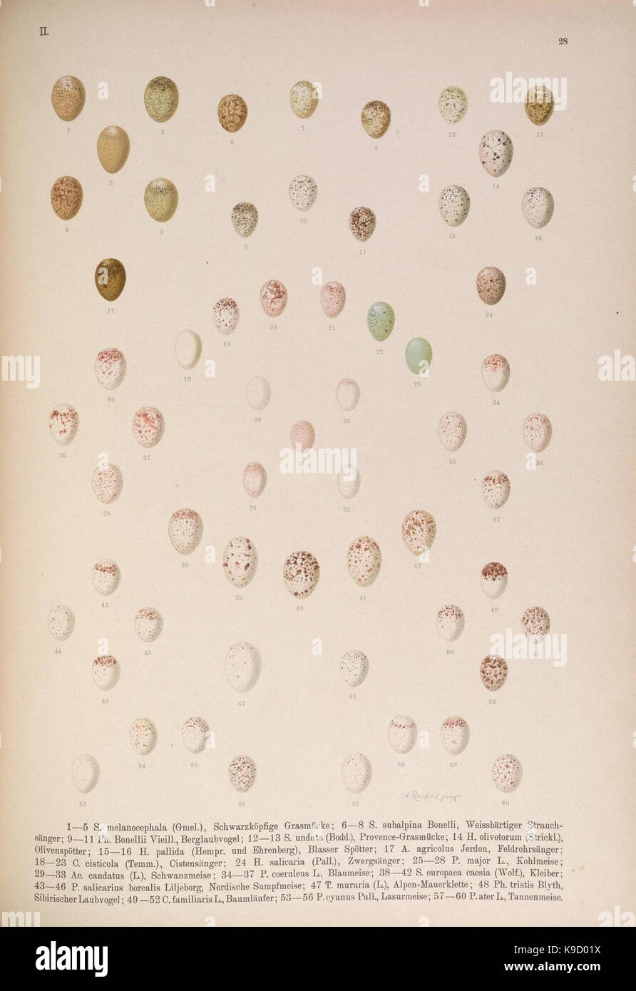 The work 'Naumann (II. 28)' is a detailed illustration of European ...