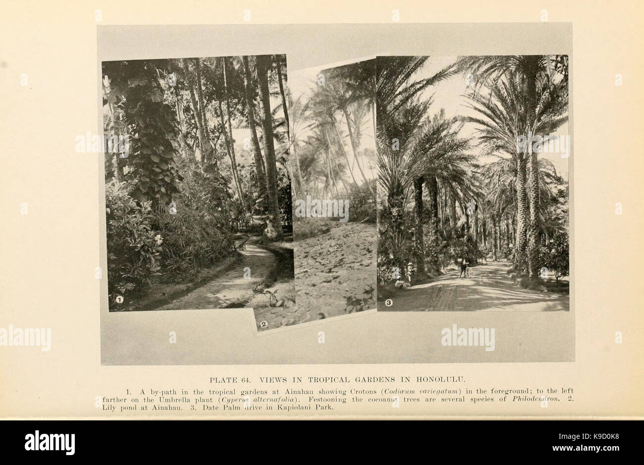 Natural history of Hawaii (Page 234) (7007415020 Stock Photo - Alamy