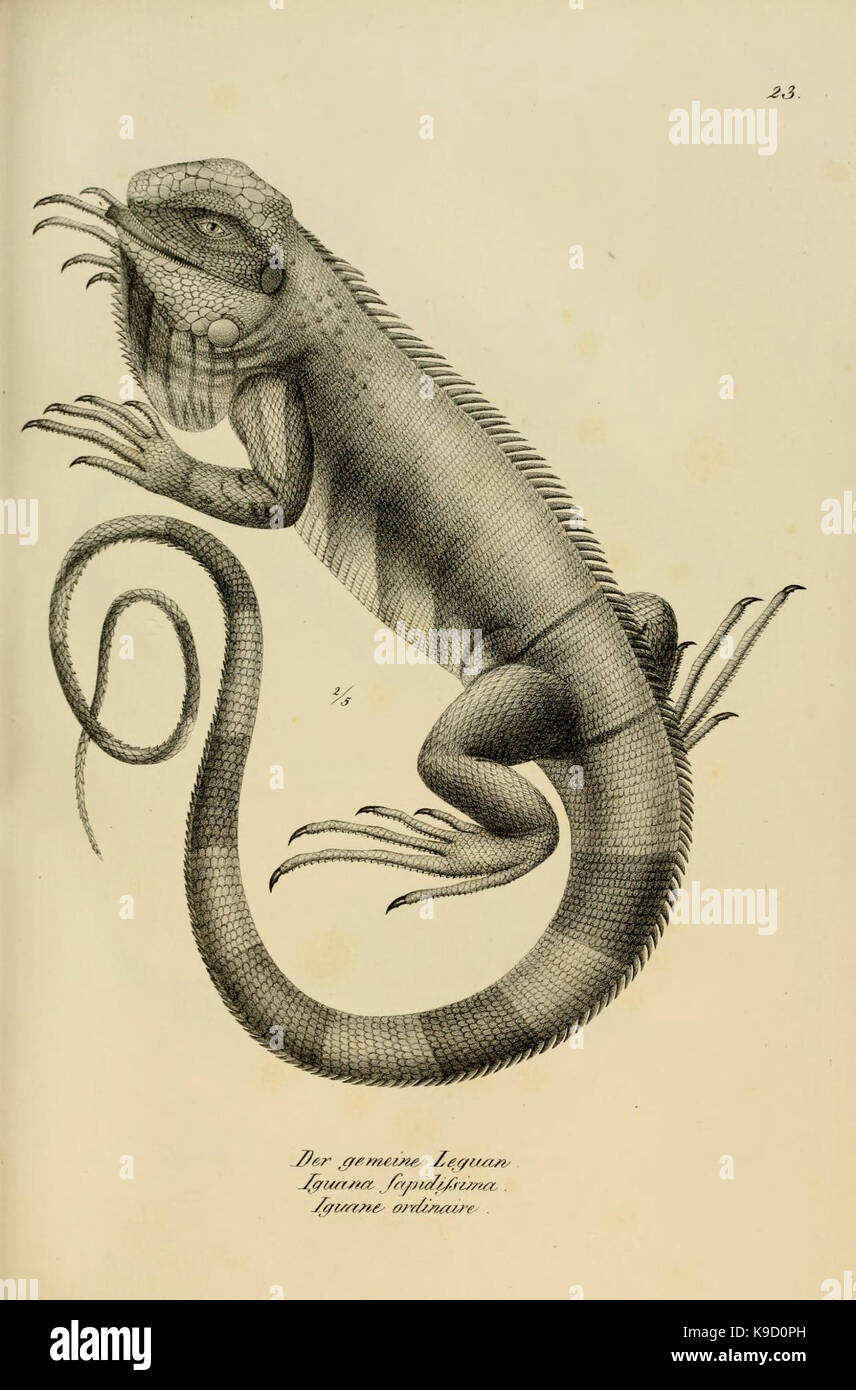 A detailed drawing from the book 'Naturgeschichte und Abbildungen der ...