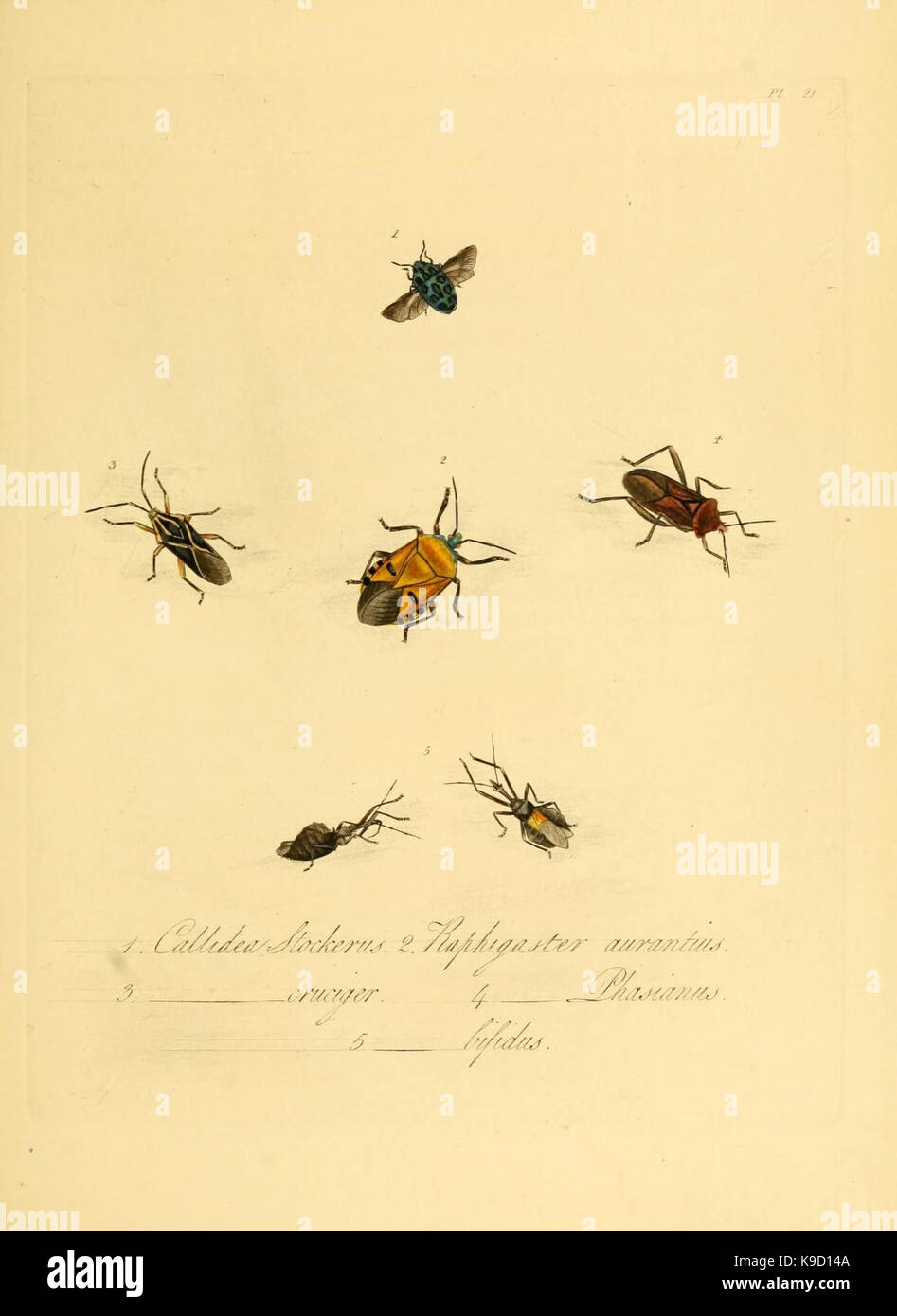 Natural history of the insects of China (Pl. 21) (6914535598 Stock ...
