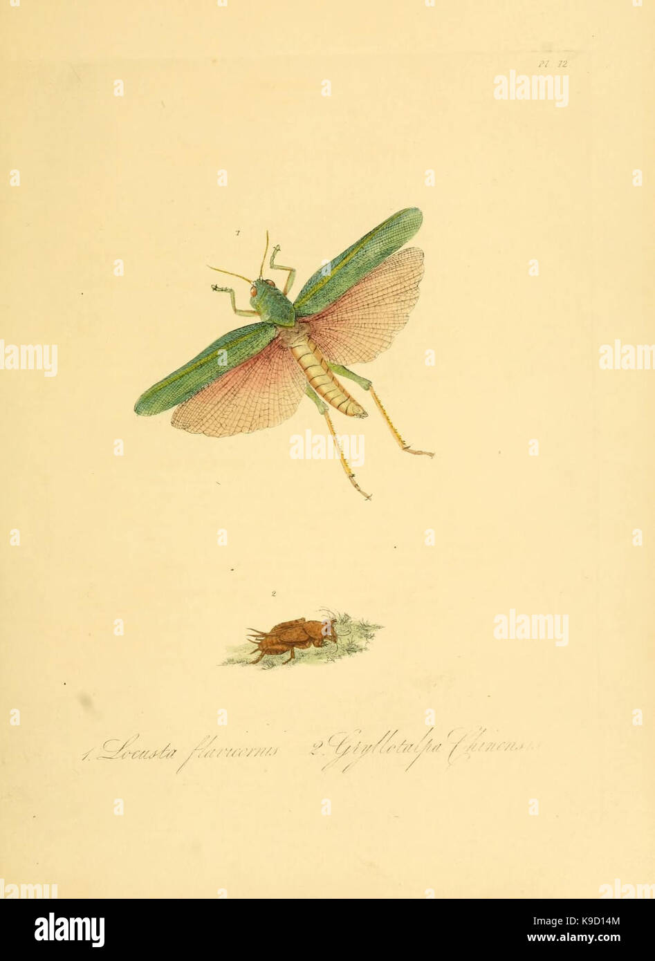 Natural history of the insects of China (Pl. 12) (7060614125 Stock ...