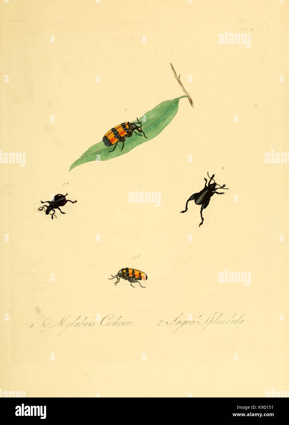Natural history of the insects of China (Pl. 8) (7060612379 Stock Photo ...