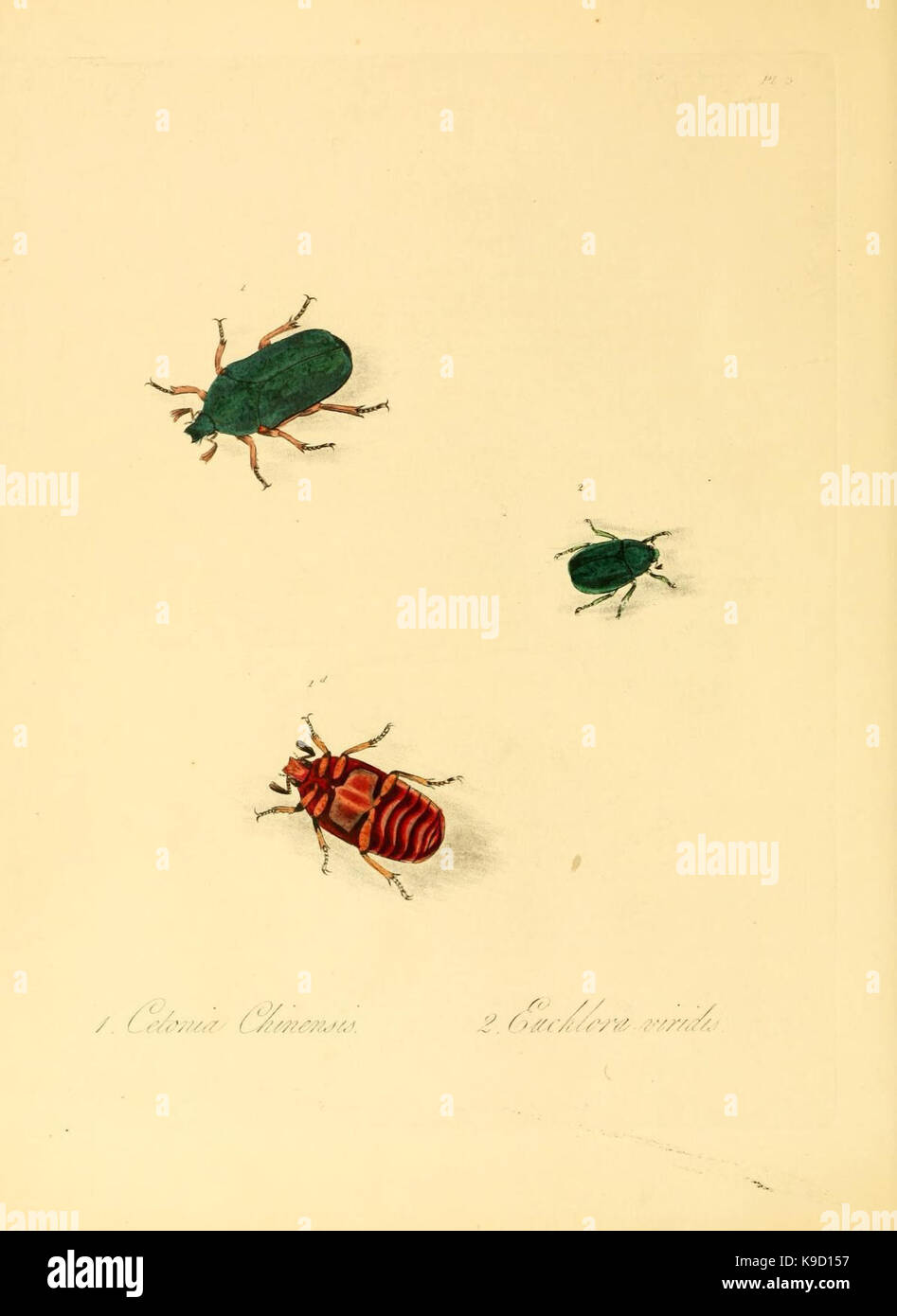 Insects of china hi-res stock photography and images - Alamy