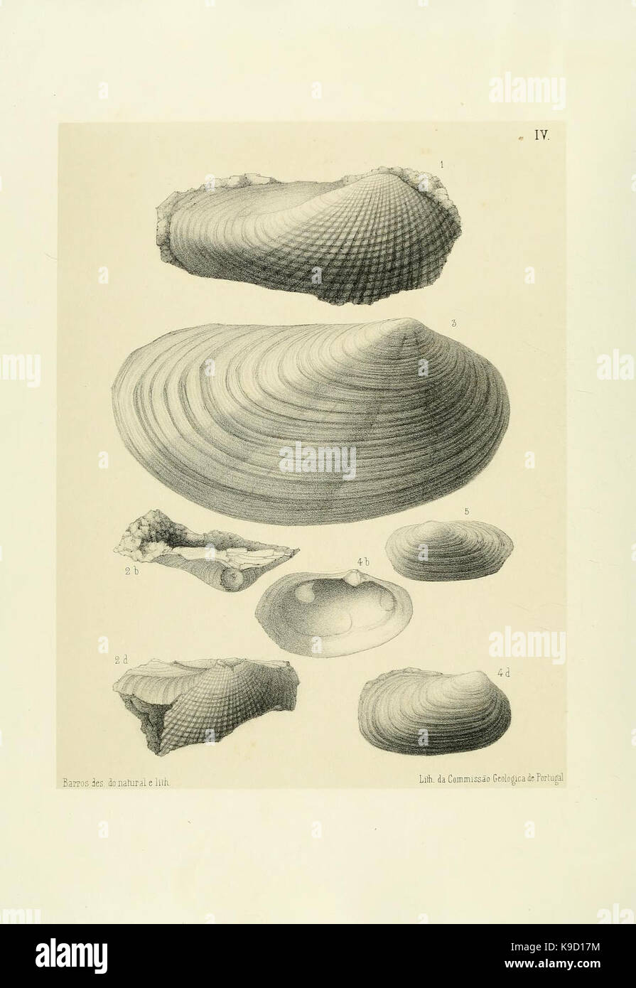 Mollusques tertiaires du Portugal (Pl. IV) (6812866756 Stock Photo - Alamy