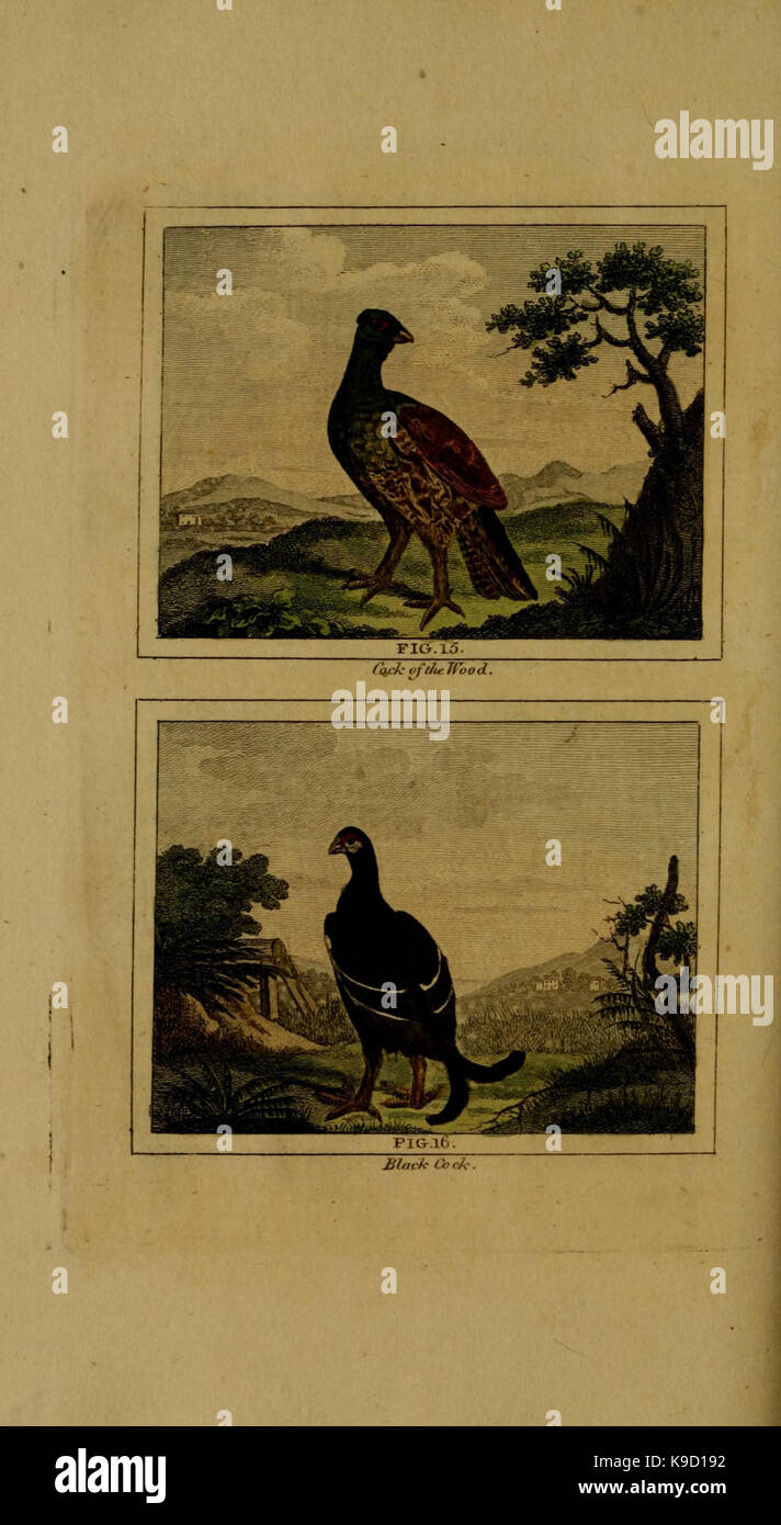Natural history of birds, fish, insects, and reptiles (Figs. 15 16 ...