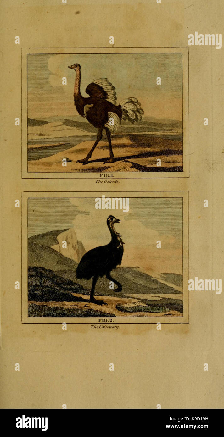 Natural history of birds, fish, insects, and reptiles (Figs. 1 2 ...