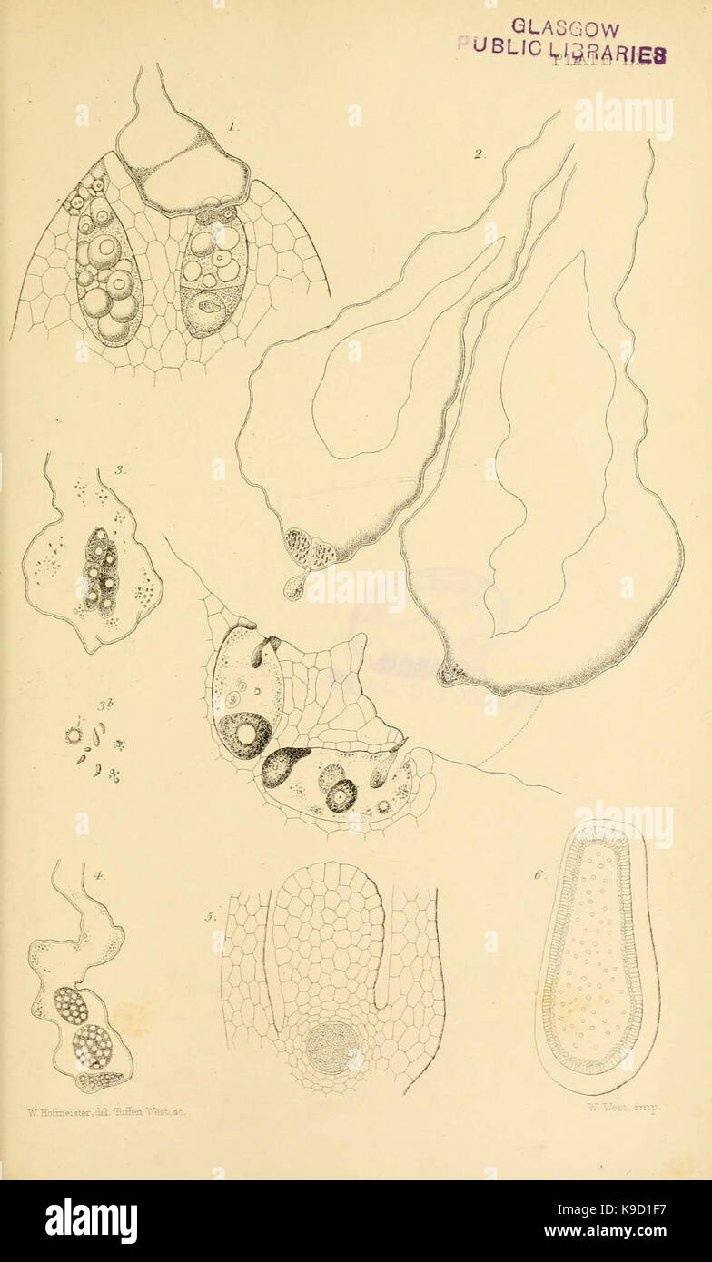 On the germination, development, and fructification of the higher ...