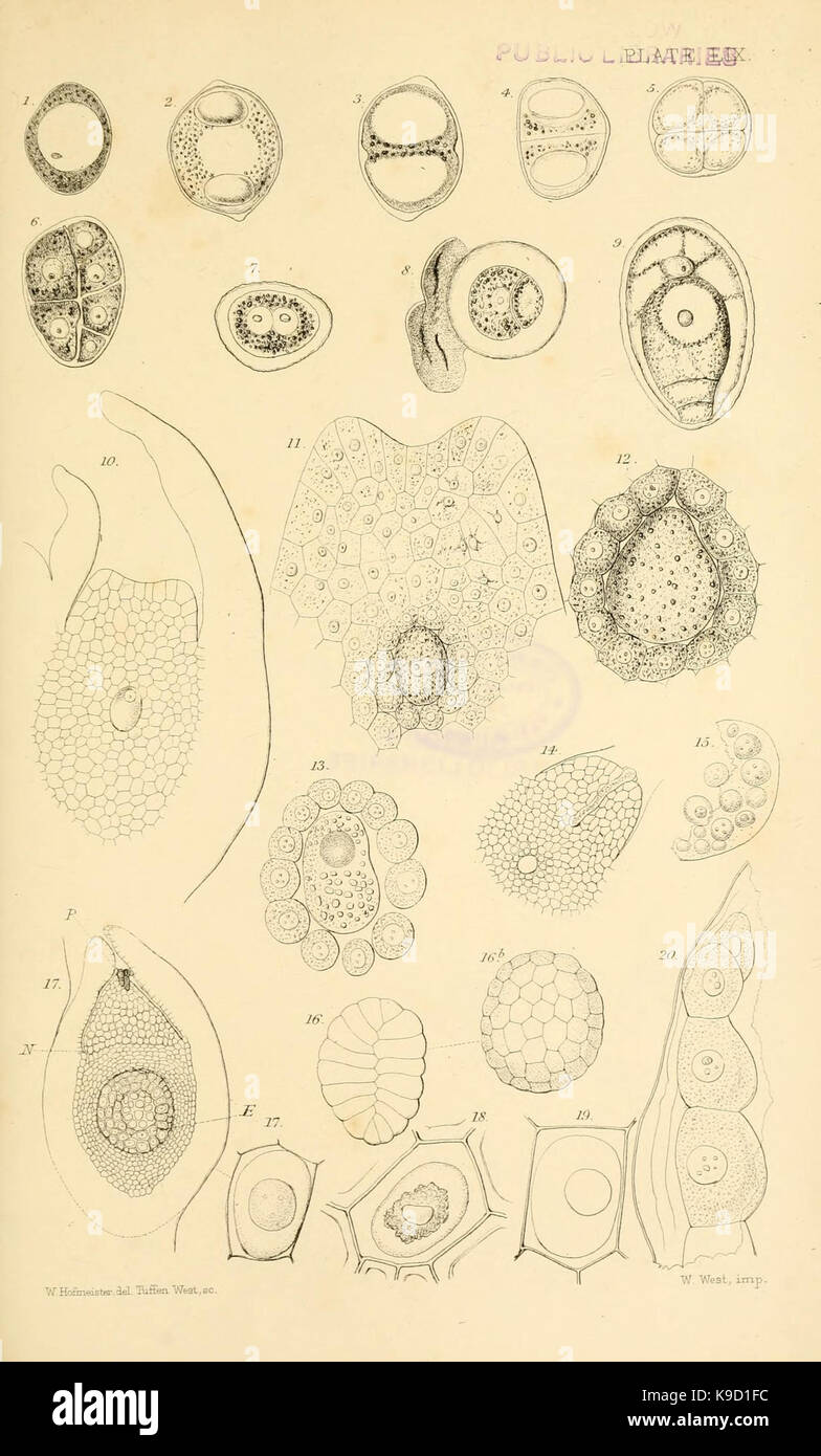 On the germination, development, and fructification of the higher ...