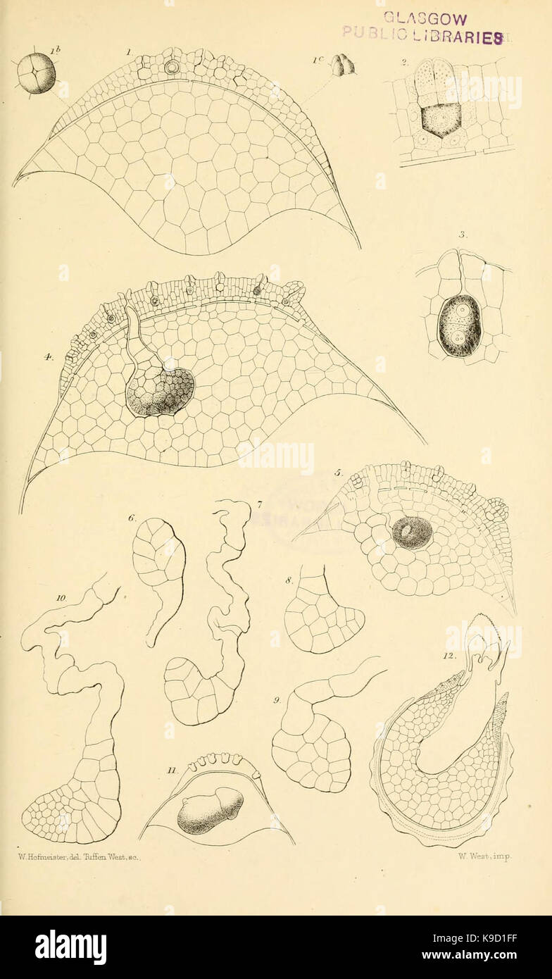 On the germination, development, and fructification of the higher ...
