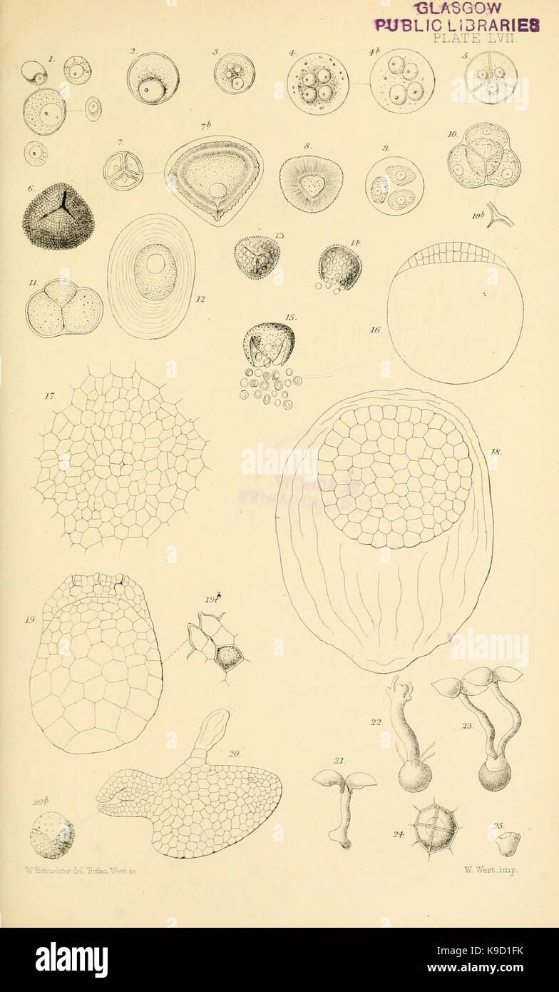 On the germination, development, and fructification of the higher ...