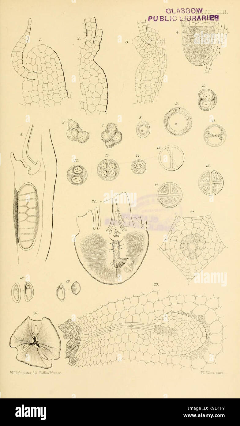 On the germination, development, and fructification of the higher ...