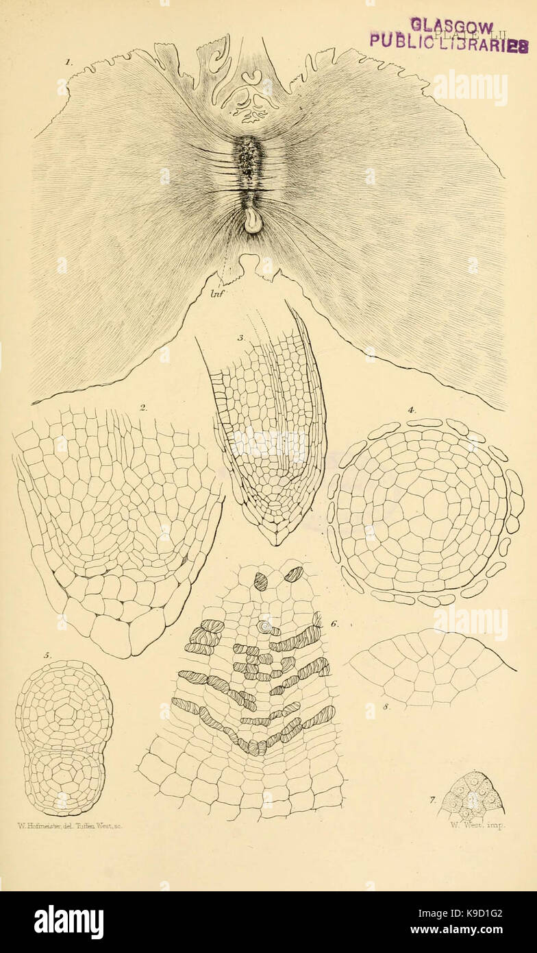 On the germination, development, and fructification of the higher ...