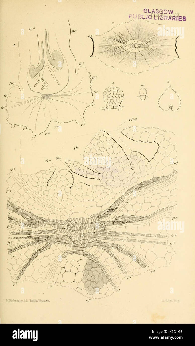 On the germination, development, and fructification of the higher ...